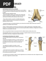 Anatomía del Codo: Articulaciones y Músculos | PDF | Codo | Sistema ...