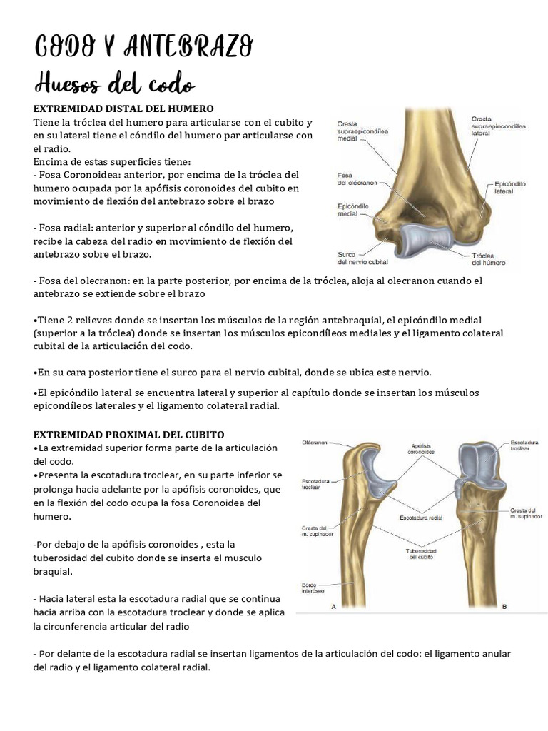 6- Codo y Antebrazo | PDF | Codo | Mano