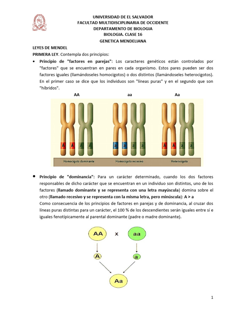 Genética Mendeliana y Cruces | PDF | Dominancia (Genética) | Cigosidad