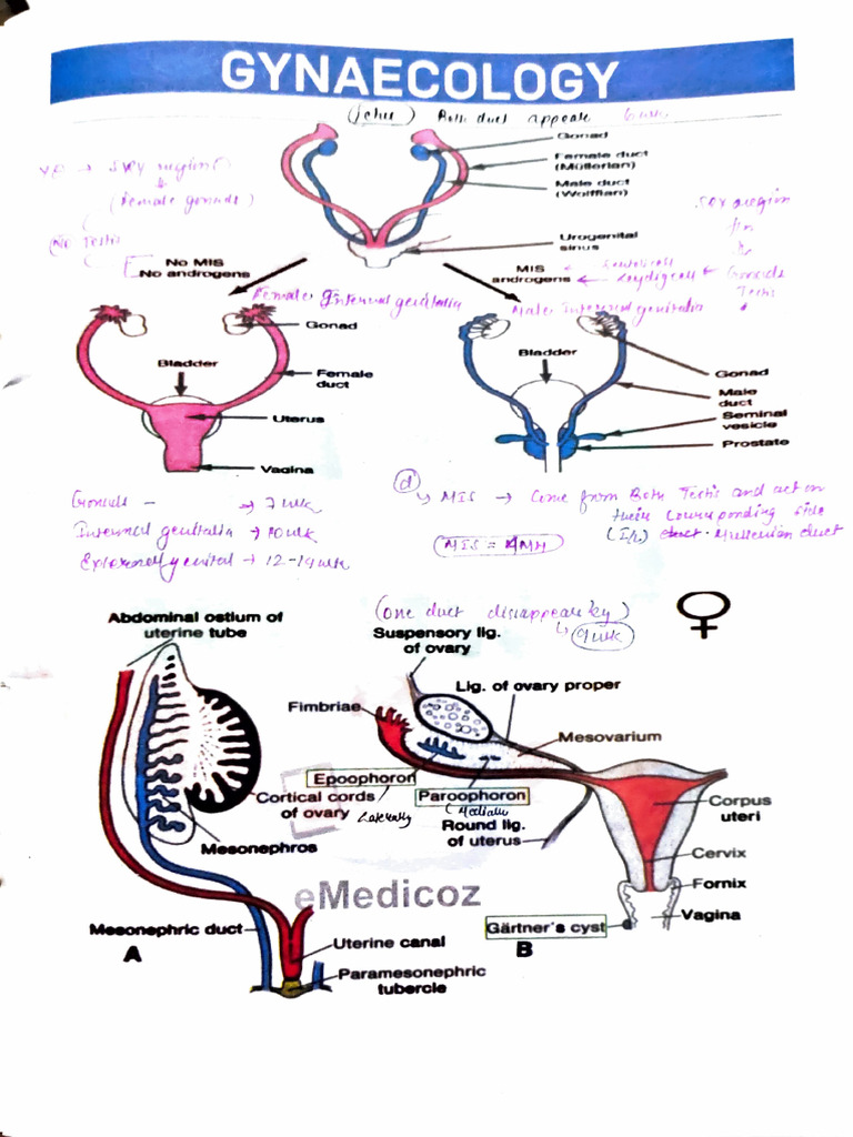 Uterus Blood Supply Pdf Uterus Pelvis