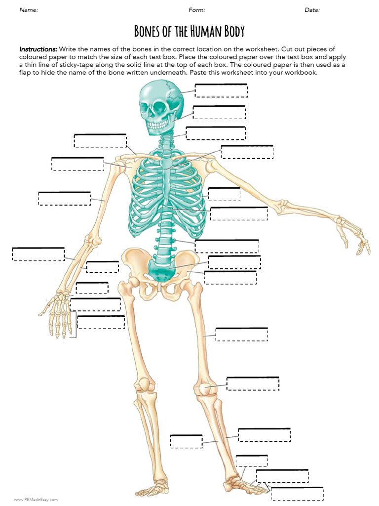 PE Made Easy - Bones of the Human Body Worksheet and ANSWERS | PDF ...