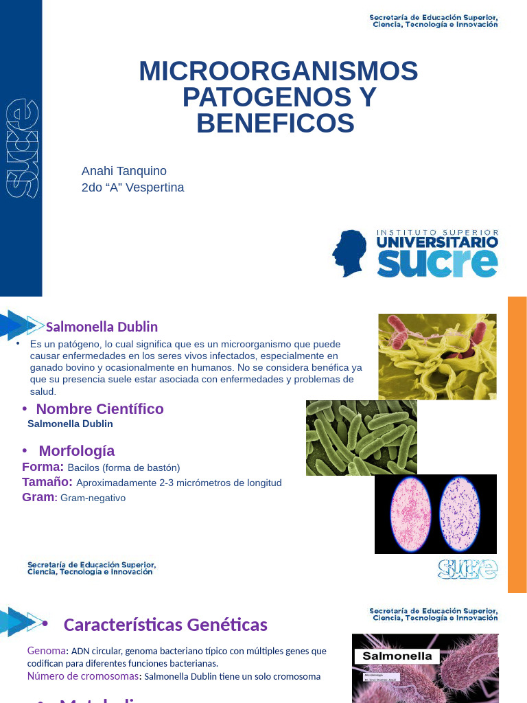Presentacion Micro | PDF | Las bacterias | Digestión