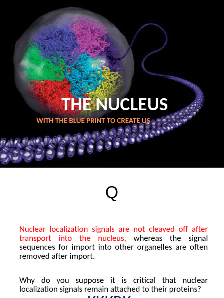 Chapter 3 - NUCLEUS | PDF | Cell Nucleus | Ribosome