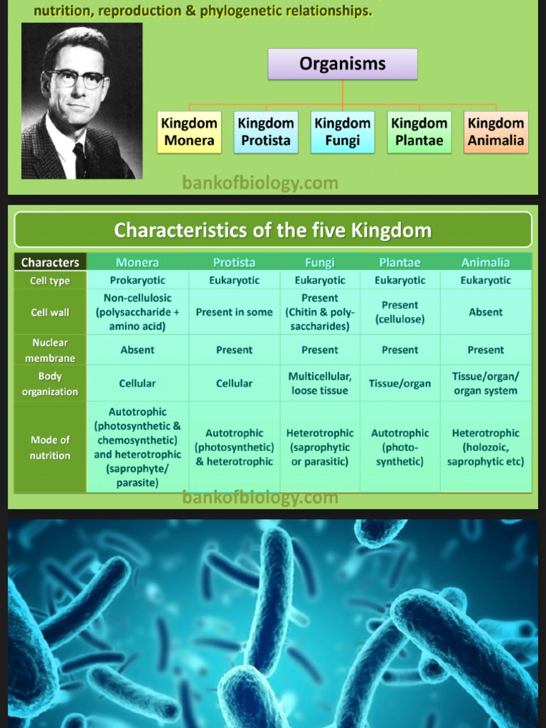 2 Biological Classification PPT - Part 1.PDF - Google Drive | PDF