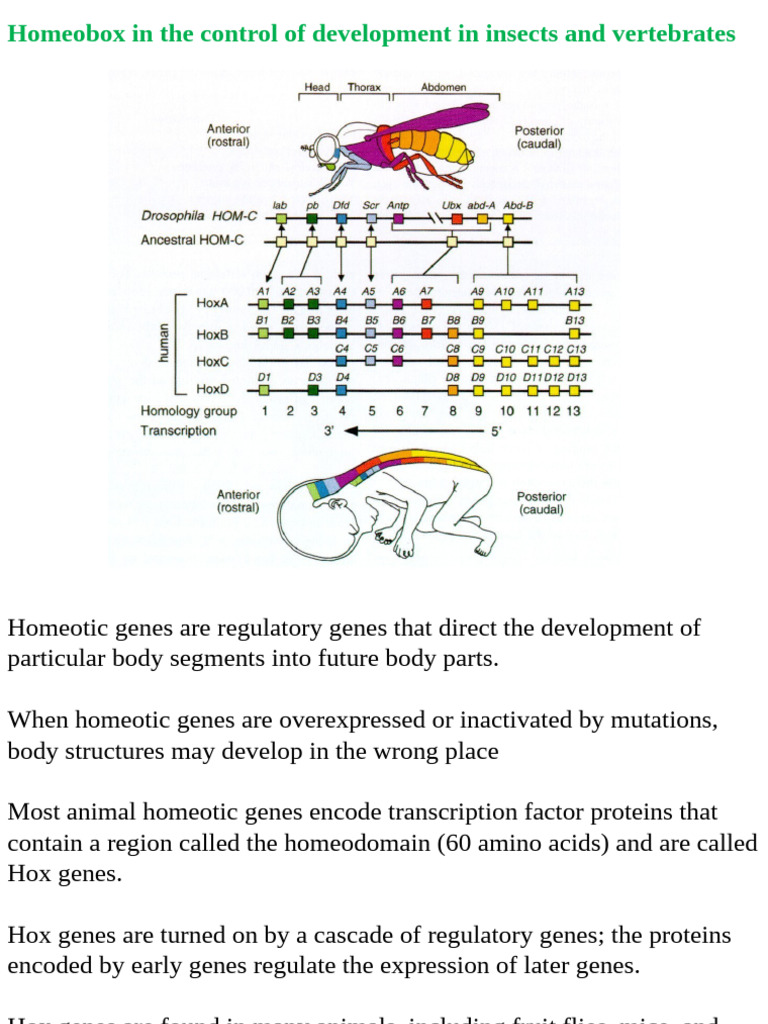 Homeobox Genes | PDF
