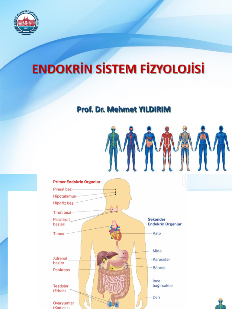 5 Endokrin Sistem | PDF