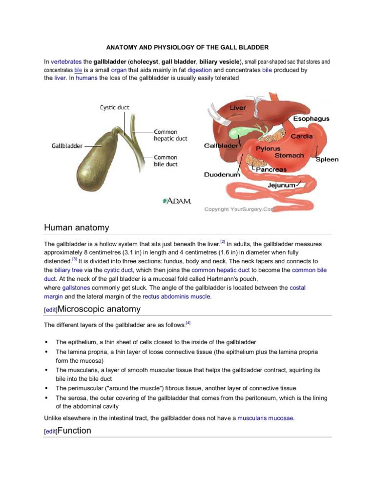 Anatomy and Physiology of The Gall Bladder | PDF