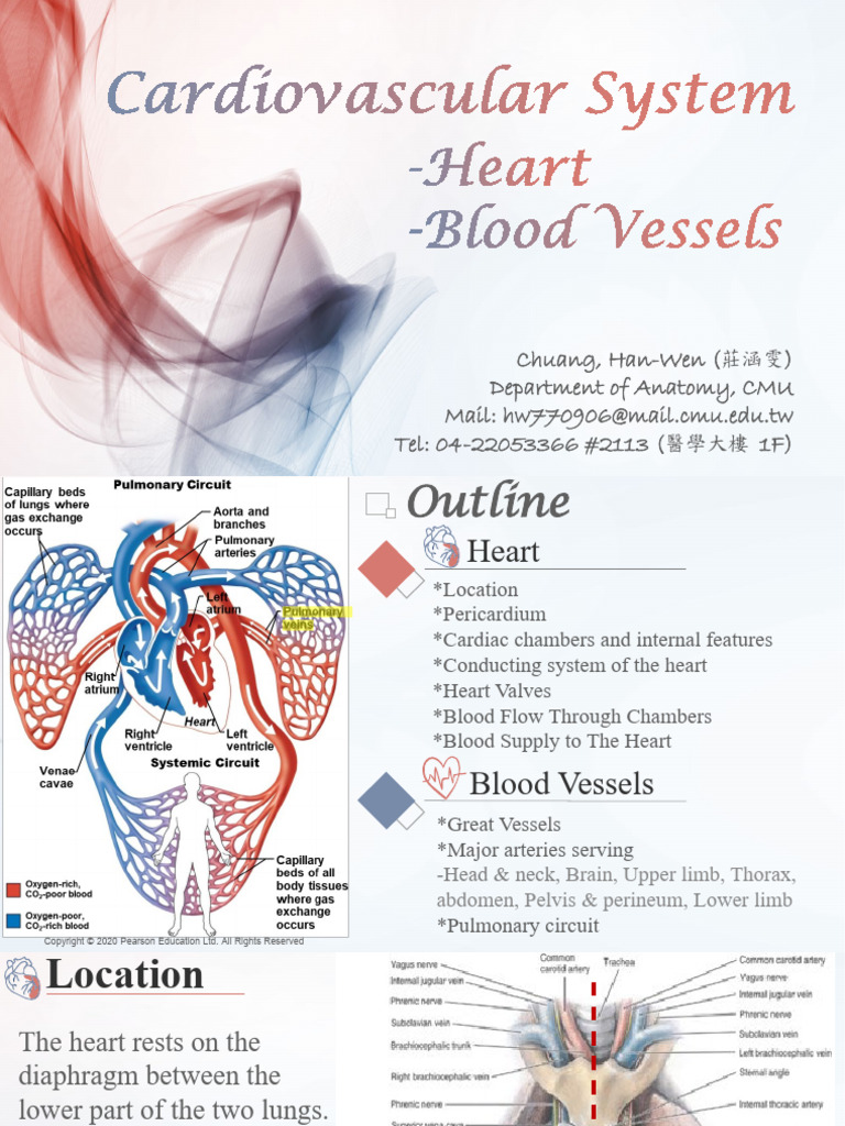 Cardiovascular System | PDF | Heart Valve | Heart