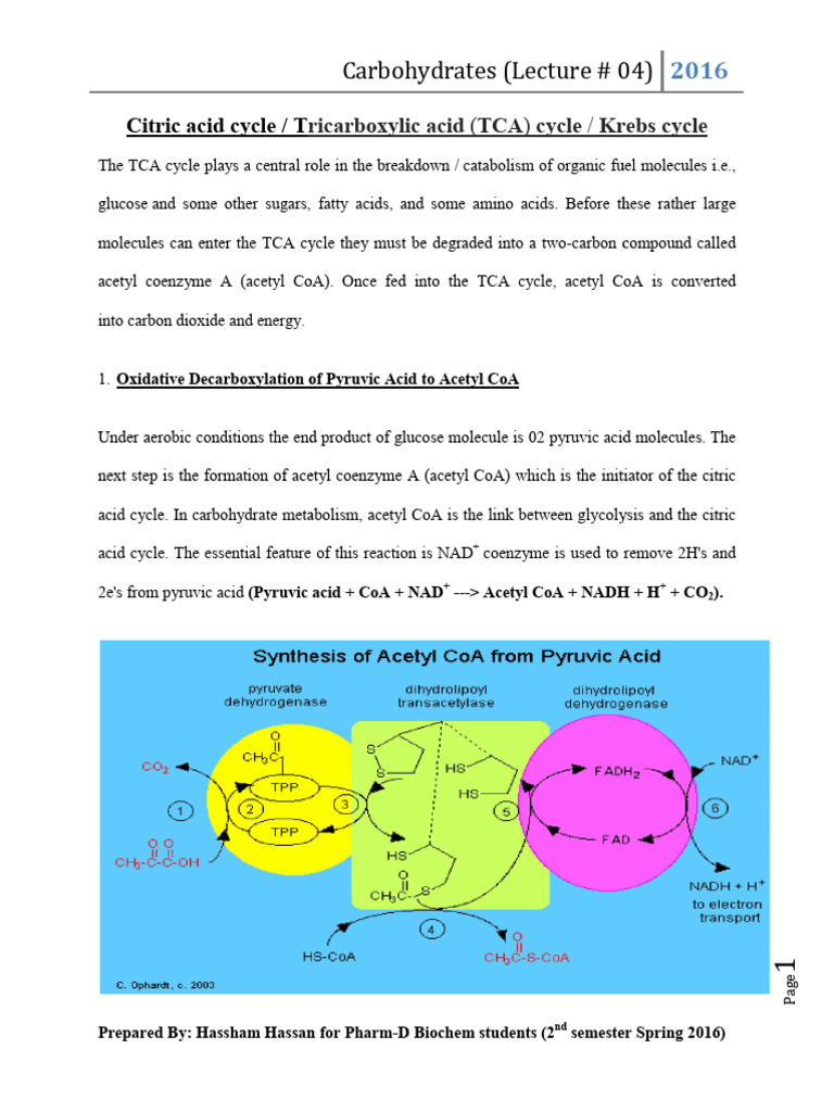 Citric Acid Cycle or Tri-Carboxylic Acid Cycle or Kreb Cycle | PDF ...