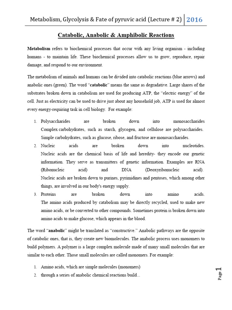 Catabolic, Anabolic & Amphibolic Reactions | PDF | Glycolysis ...