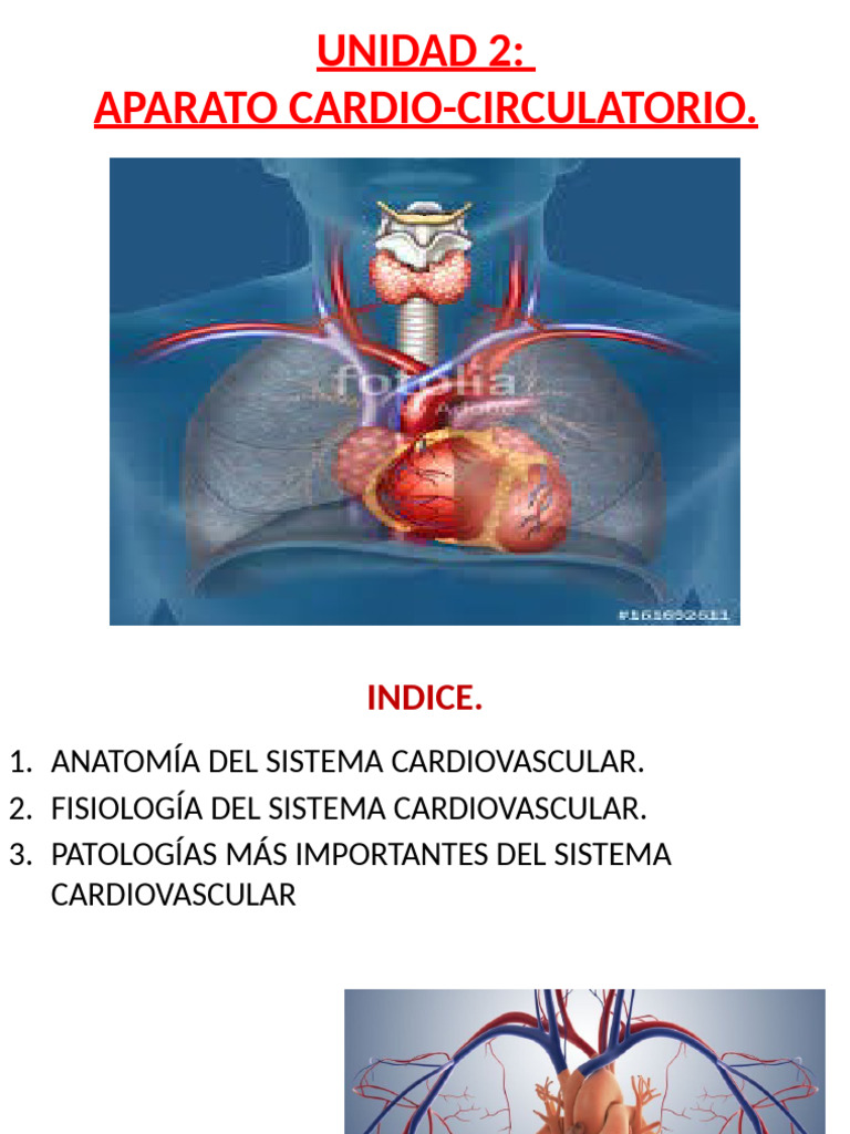 Ud2 Sist Cardiovascular. | PDF | Ventrículo (corazón) | Corazón