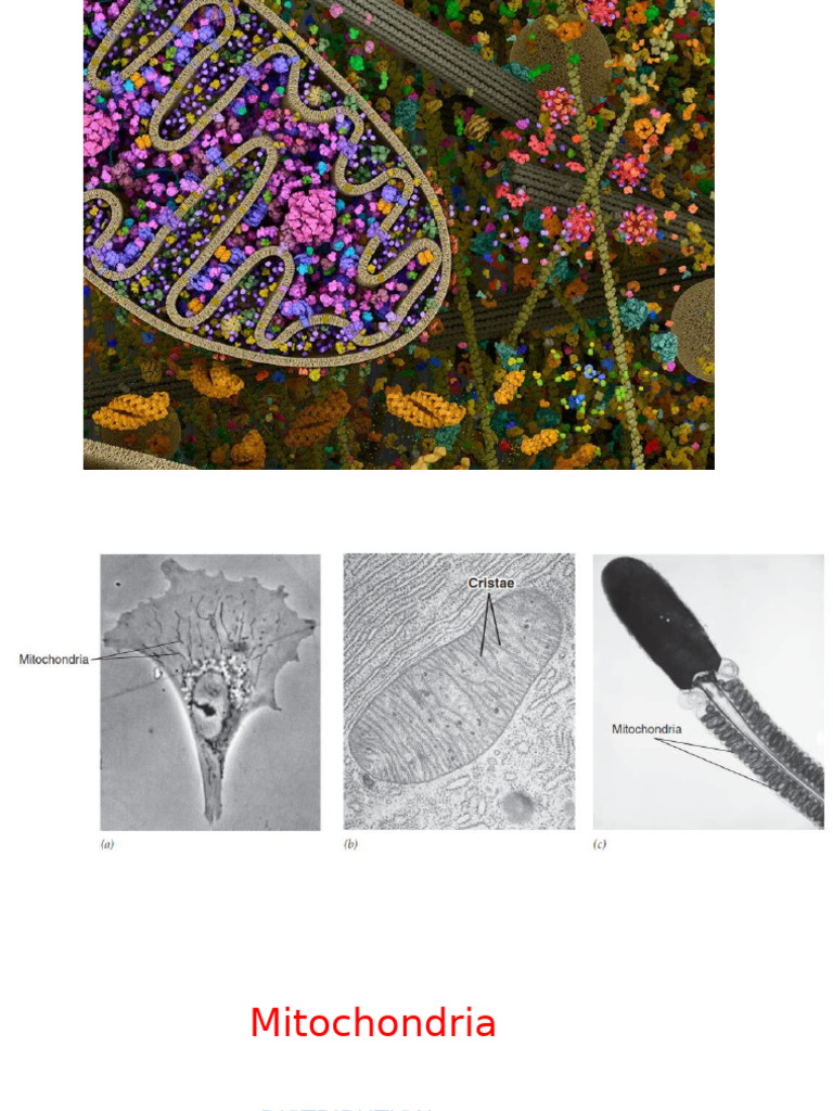 Mitochondria: Structure and Function | PDF | Mitochondrion | Adenosine ...