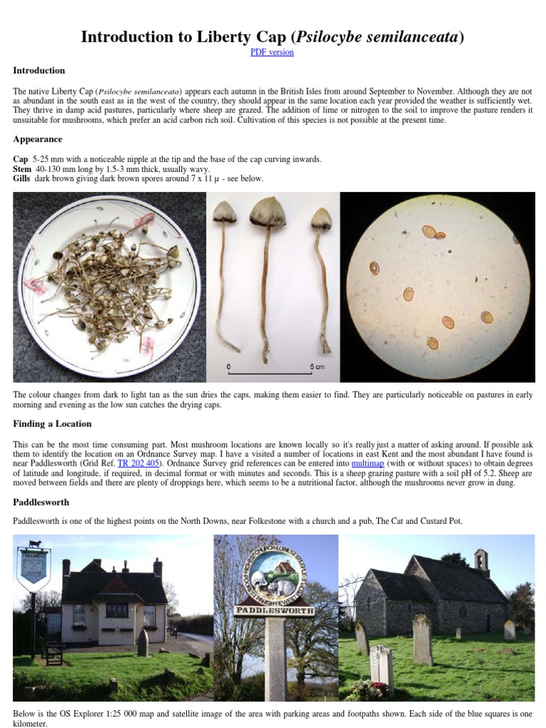Liberty Cap | PDF | Psilocybin | Wellness