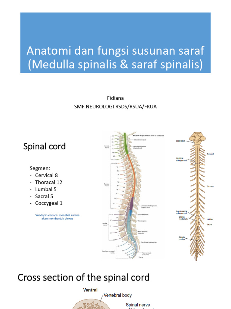 Anatomi Medulla Spinalis | PDF