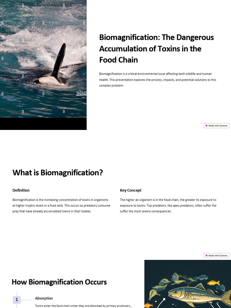 Biomagnification-The-Dangerous-Accumulation-of-Toxins-in-the-Food-Chain ...