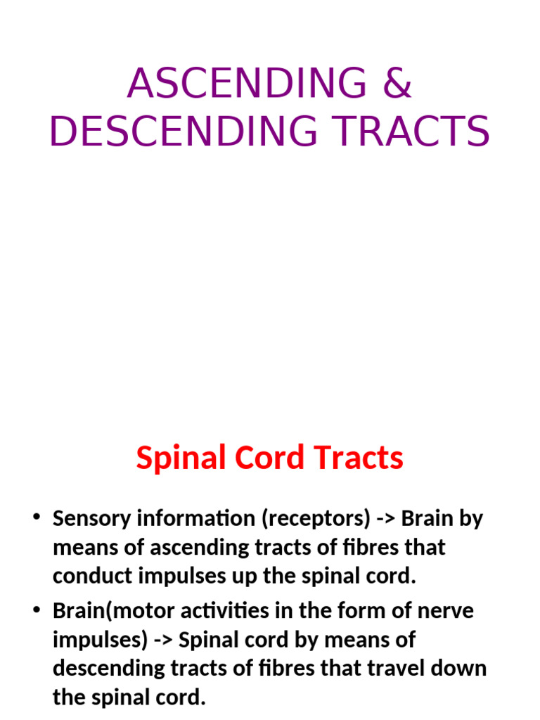 Ascending Descending Tracts | PDF | Spinal Cord | Neuroanatomy