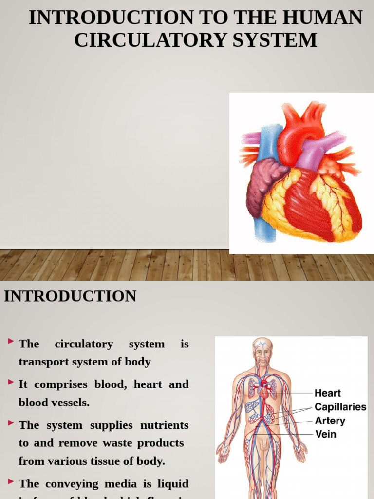 Circulatory System Copy | PDF | Blood | Blood Vessel