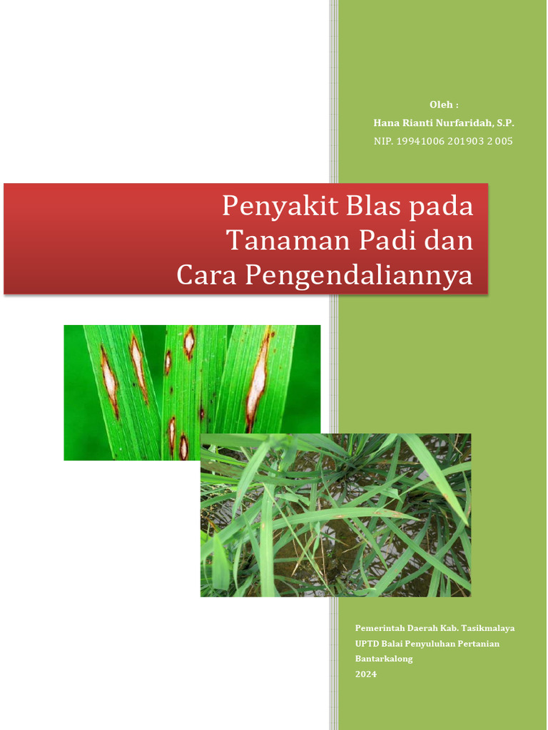 Penyakit Blas Pada Tanaman Padi Dan Cara Pengendaliaannya | PDF