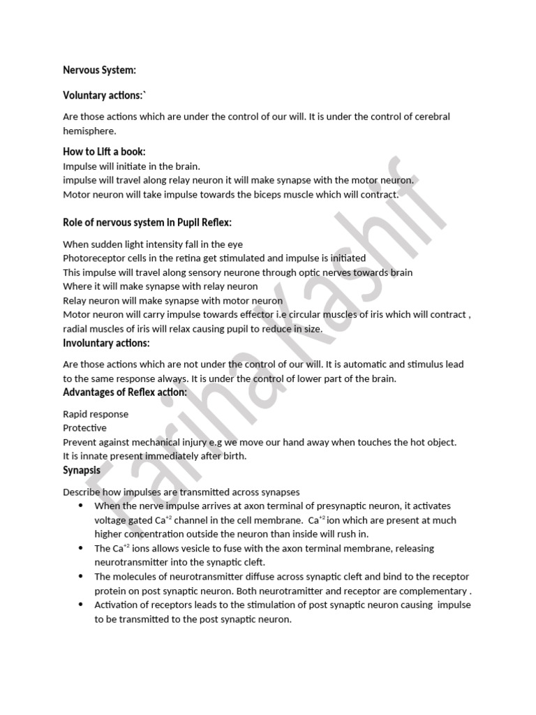 nervous system notes (1) | PDF | Chemical Synapse | Synapse