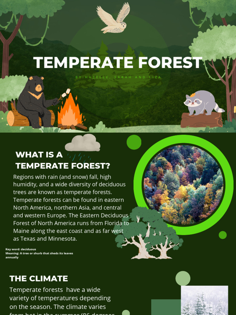 Temperate Forest | PDF | Forests | Ecosystem