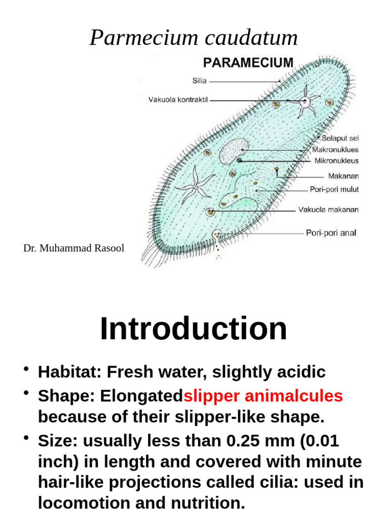 Lec 5. Paramecium | PDF | Biology | Cell Biology