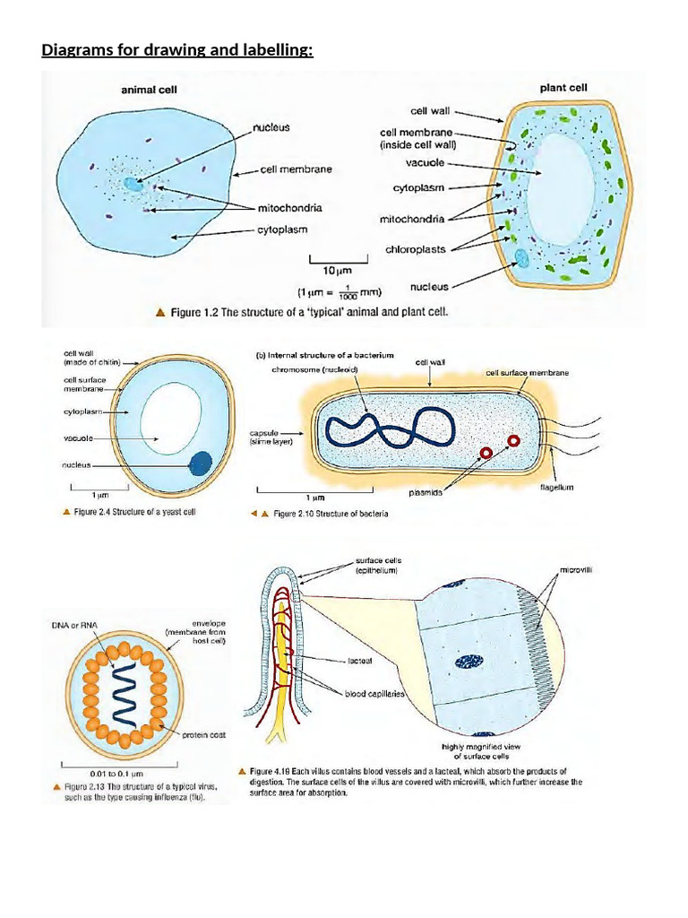Diagrams 1st Term | PDF