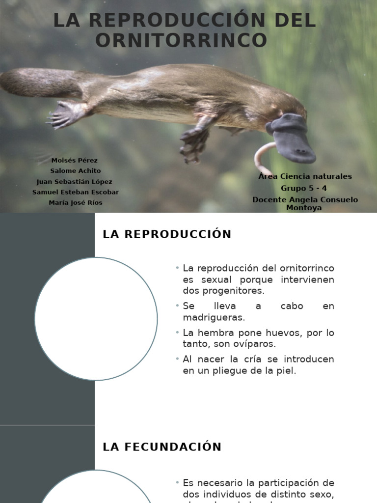 Reproducción del ornitorrinco | PDF | Hembra | Reproducción