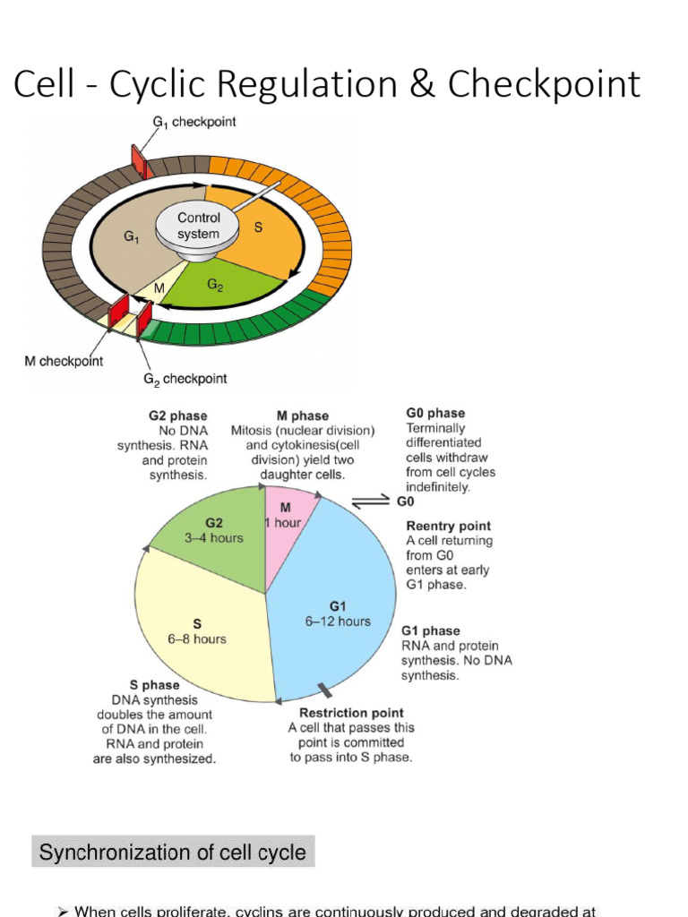 Cell Cycle Regulation and Checkpoint | PDF