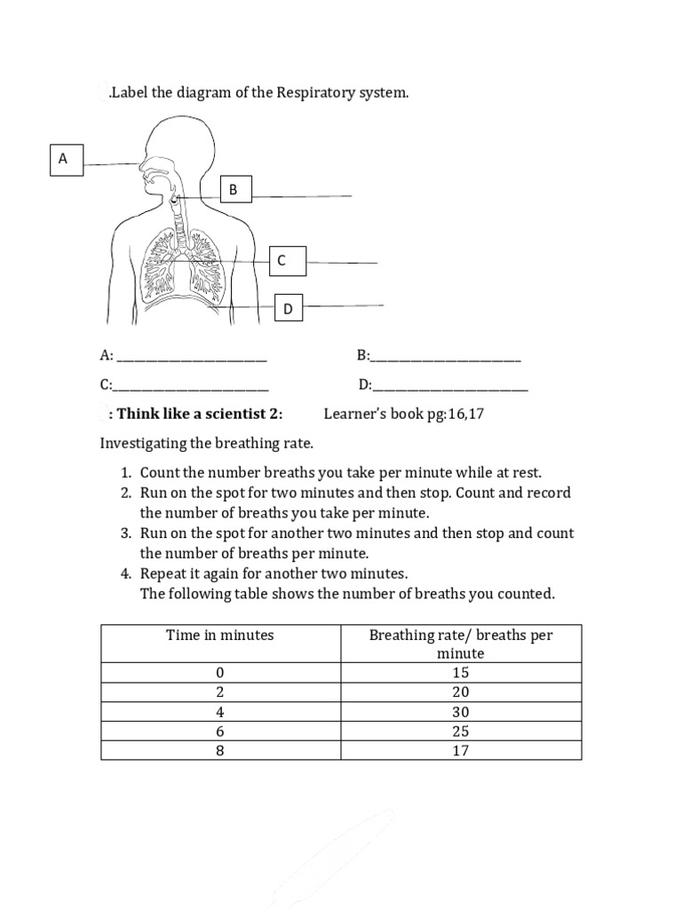 Circulatory and Respiratory System Worksheet. | PDF