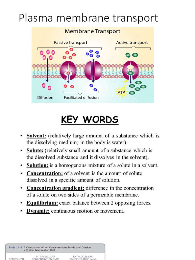Plasma Membrane Active Passive Transport | PDF