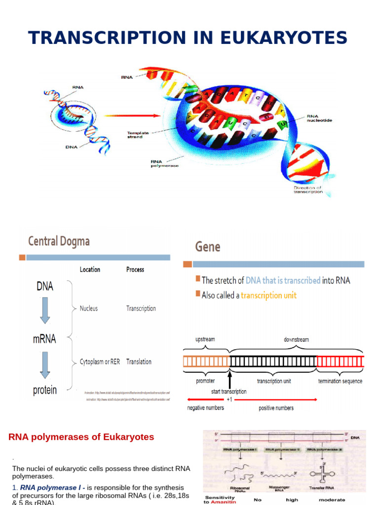 Eukaryotic Transcription Mechanisms | PDF | Rna | Promoter (Genetics)