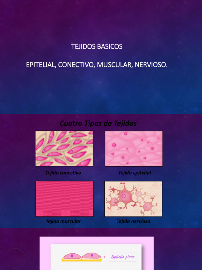 TEJIDOS GENERALIDADES | PDF