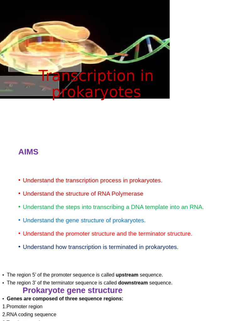 Transcription in Bacteria | PDF | Promoter (Genetics) | Rna