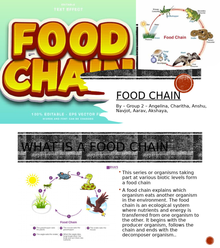 Food Chain | PDF
