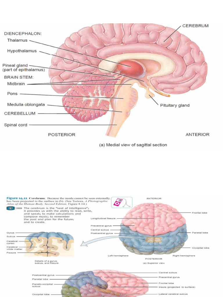 Neural Diagrams | PDF