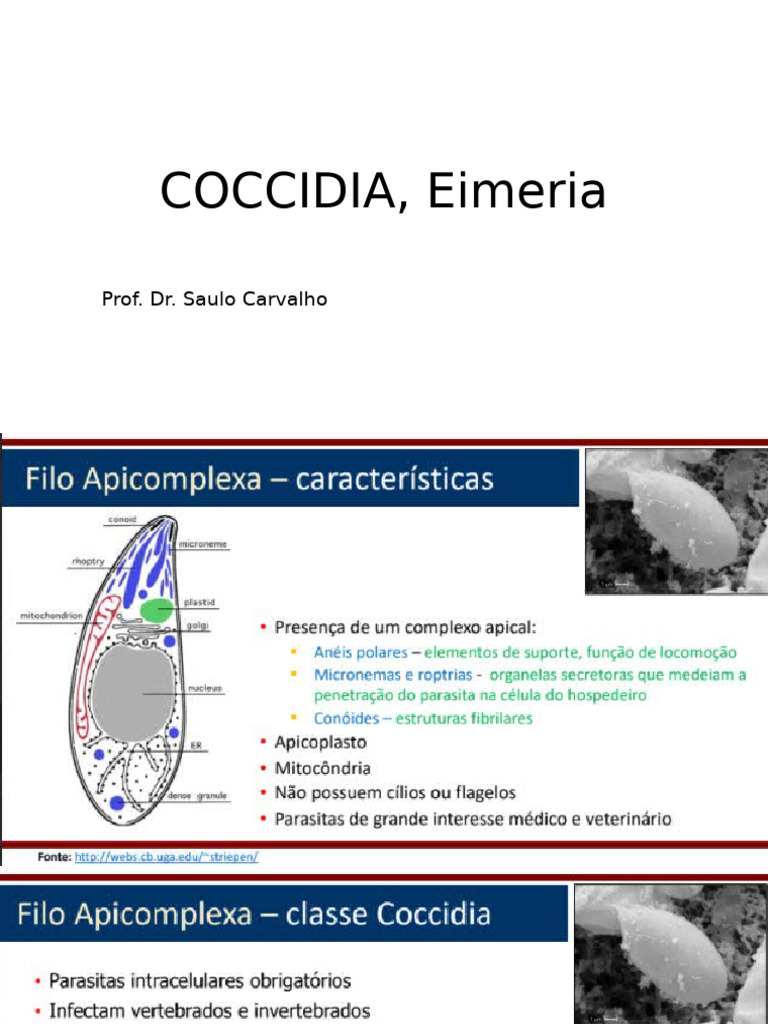 COCCIDIA, Eimeria | PDF