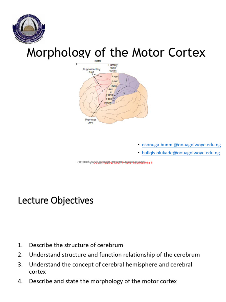 Lecture 4 - Morphology of the Motor Cortex-1 | PDF | Cerebral Cortex ...