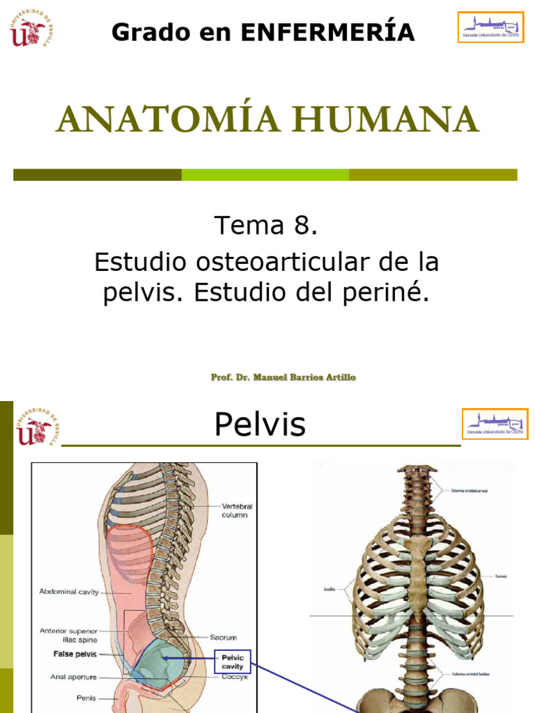 Anatomía de la Pelvis y el Periné | PDF | Pelvis | Sistema esquelético