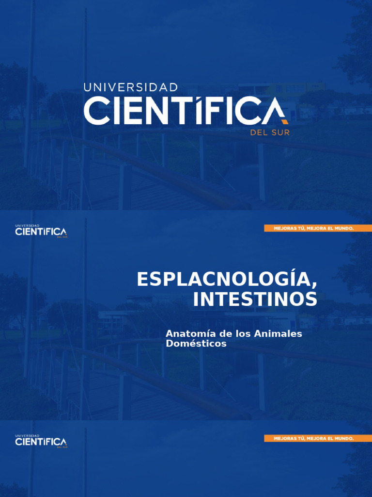 Sesion 17. Intestinos | PDF | Intestino grueso | Tracto gastrointestinal