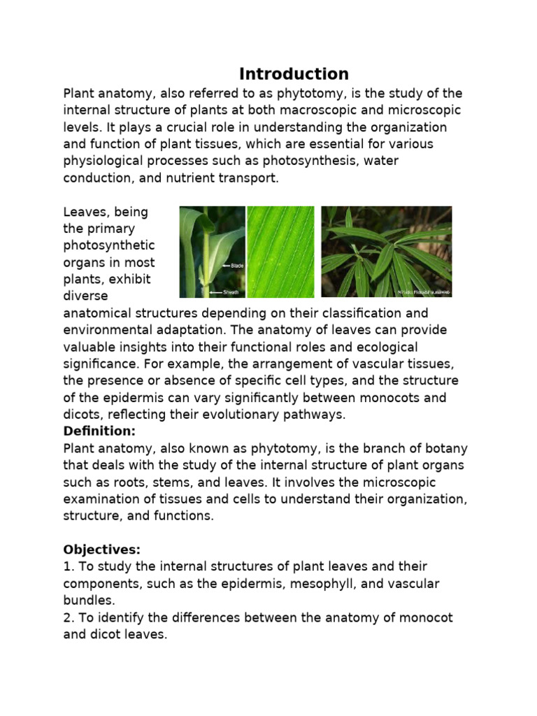 botany-1 | PDF | Leaf | Stoma