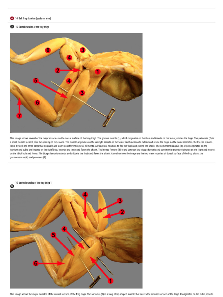 Frog Thigh Shank Muscles | PDF | Foot | Human Leg