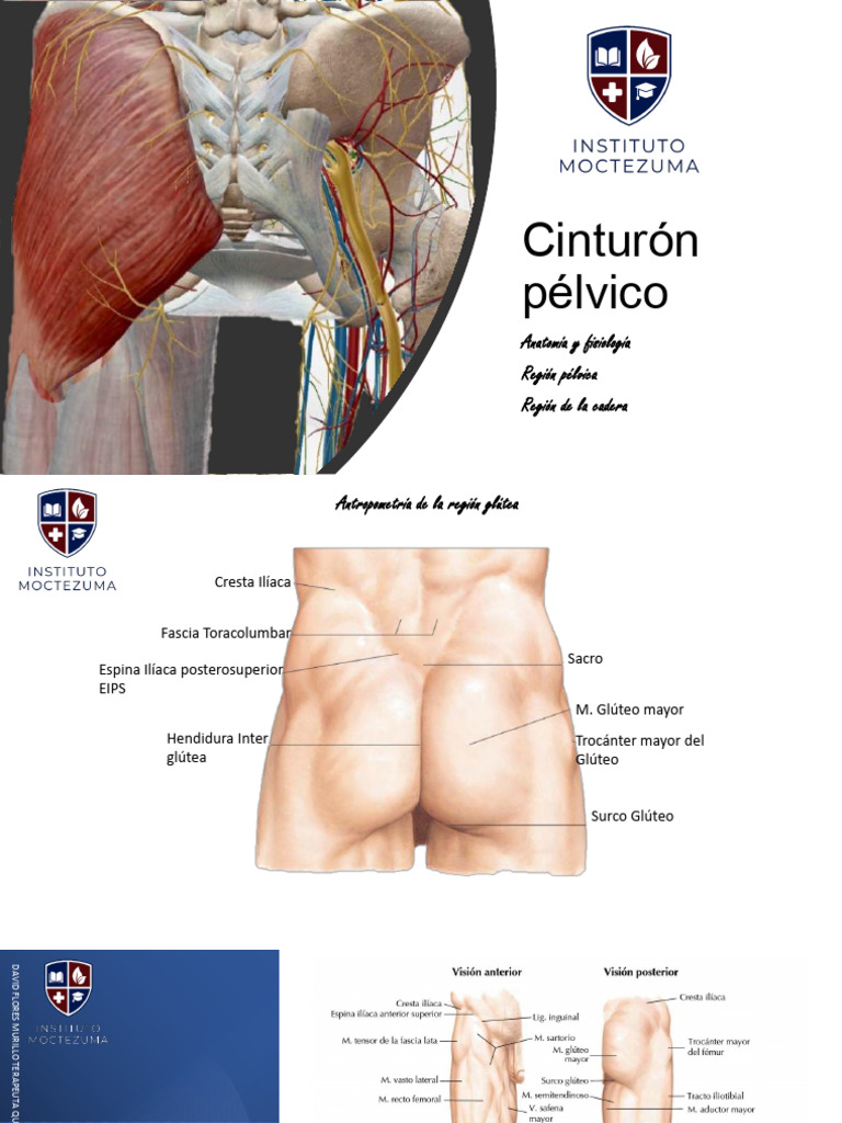 Articulaci N Coxofemoral | PDF | Pelvis | Extremidades (anatomía)