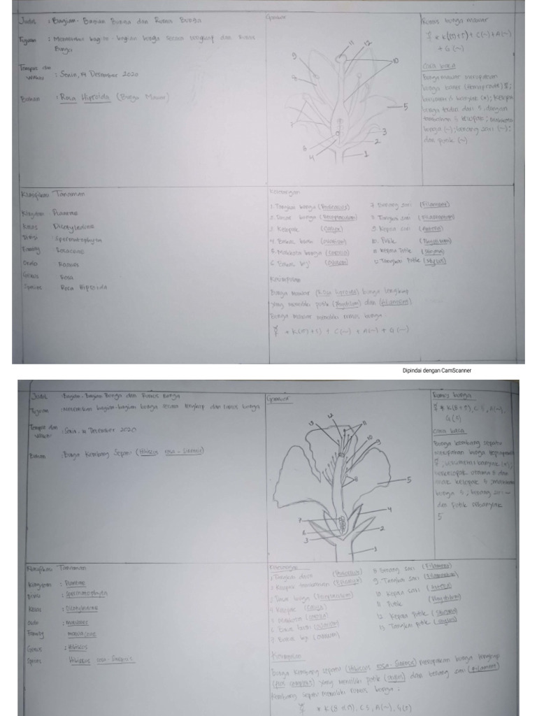 Bagian Bunga Dan Rumus Bunga | PDF