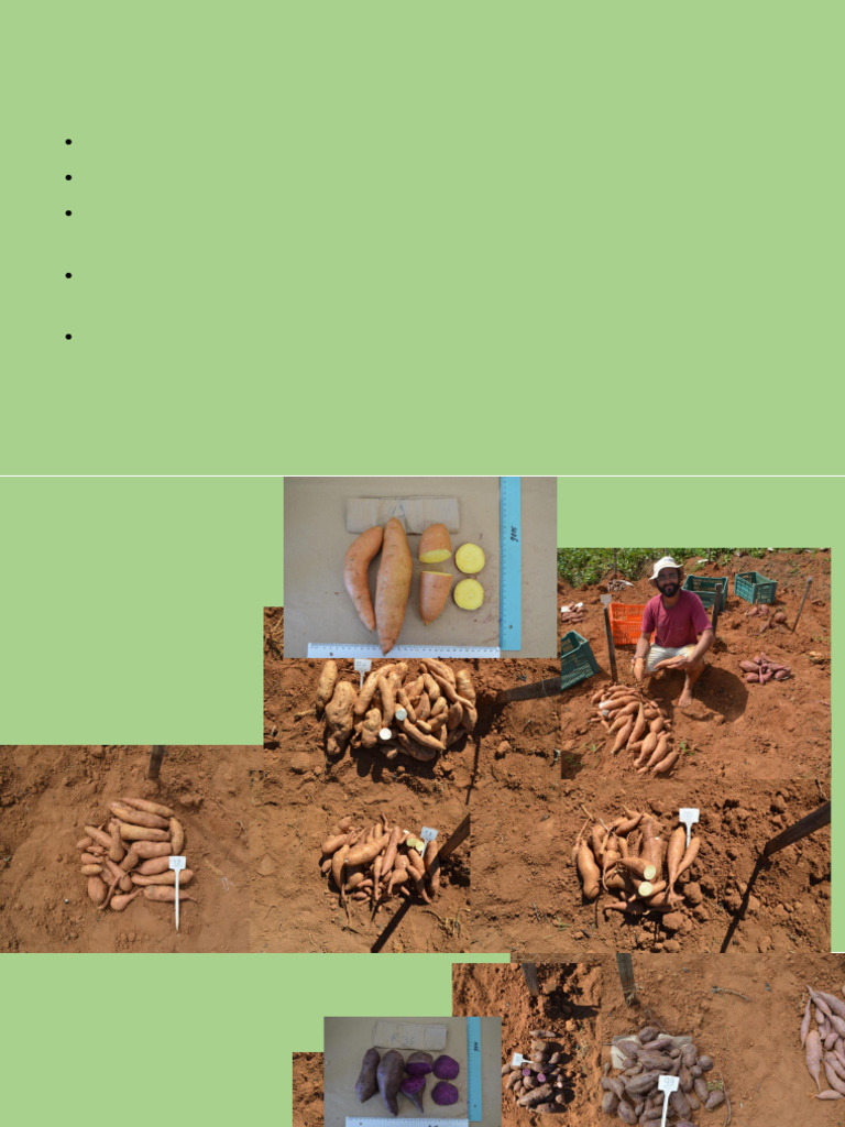 Selecao de Genotipos para Novo Dialelo 28 02 2022 | PDF | Biologia ...