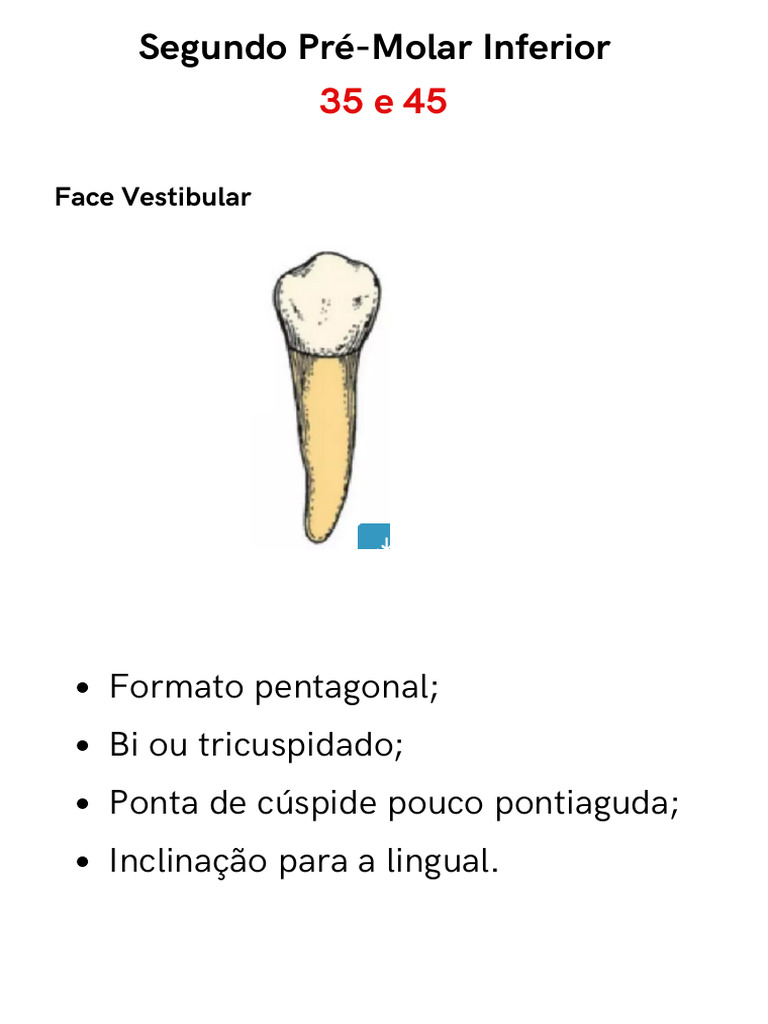Segundo Pré-Molar Inferior | PDF
