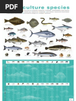 Portuguese Fish Names and Translations | PDF | Fish | Fishing Industry