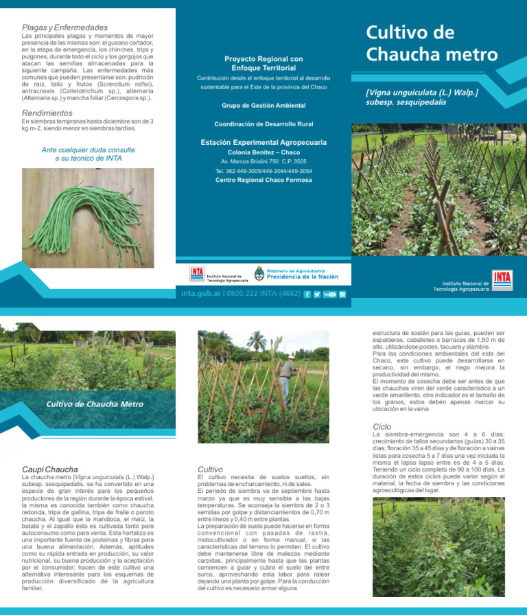 Cultivo y manejo de Chaucha Metro | PDF | Agricultura | Botánica