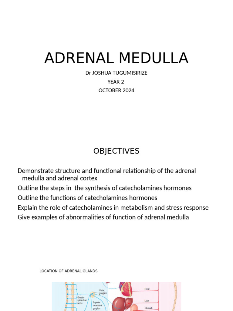Adrenal Medulla: Structure & Function | PDF | Adrenal Gland ...