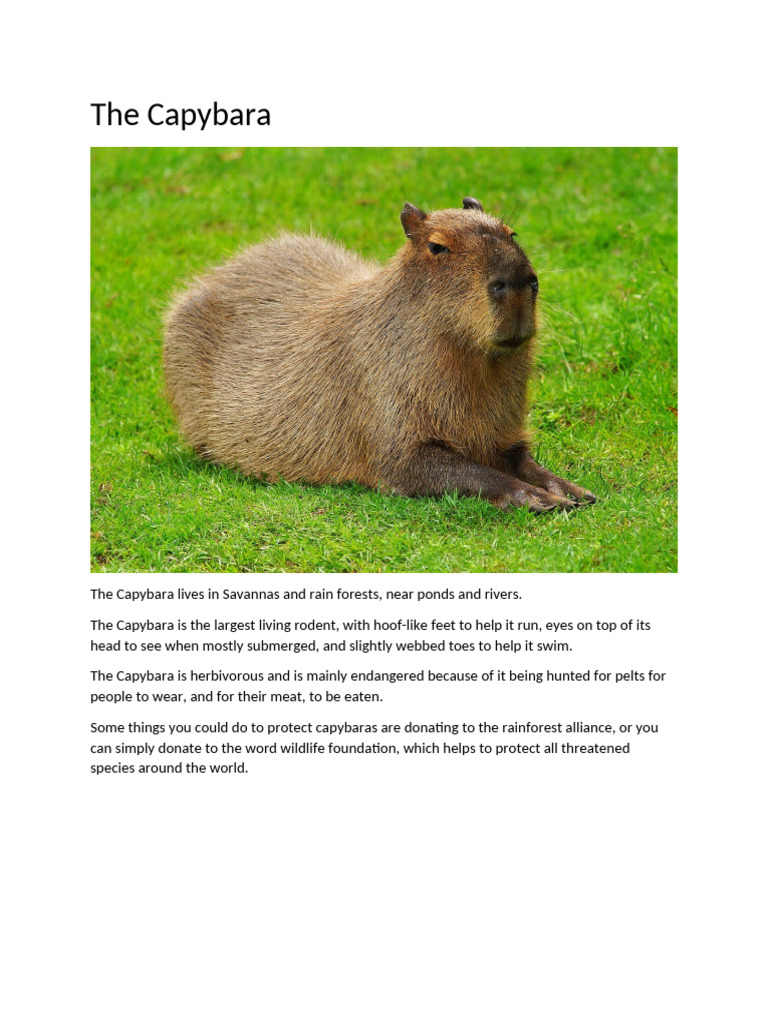 Capybara Poster Pdf