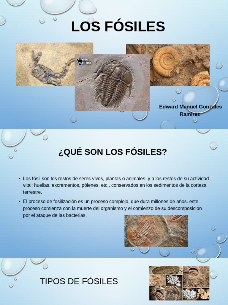 Los Fósiles Exposicion Edward | PDF | Fósil